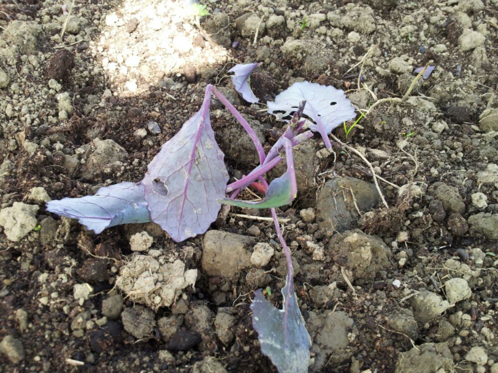 Slug Damage — The Green Fields Project